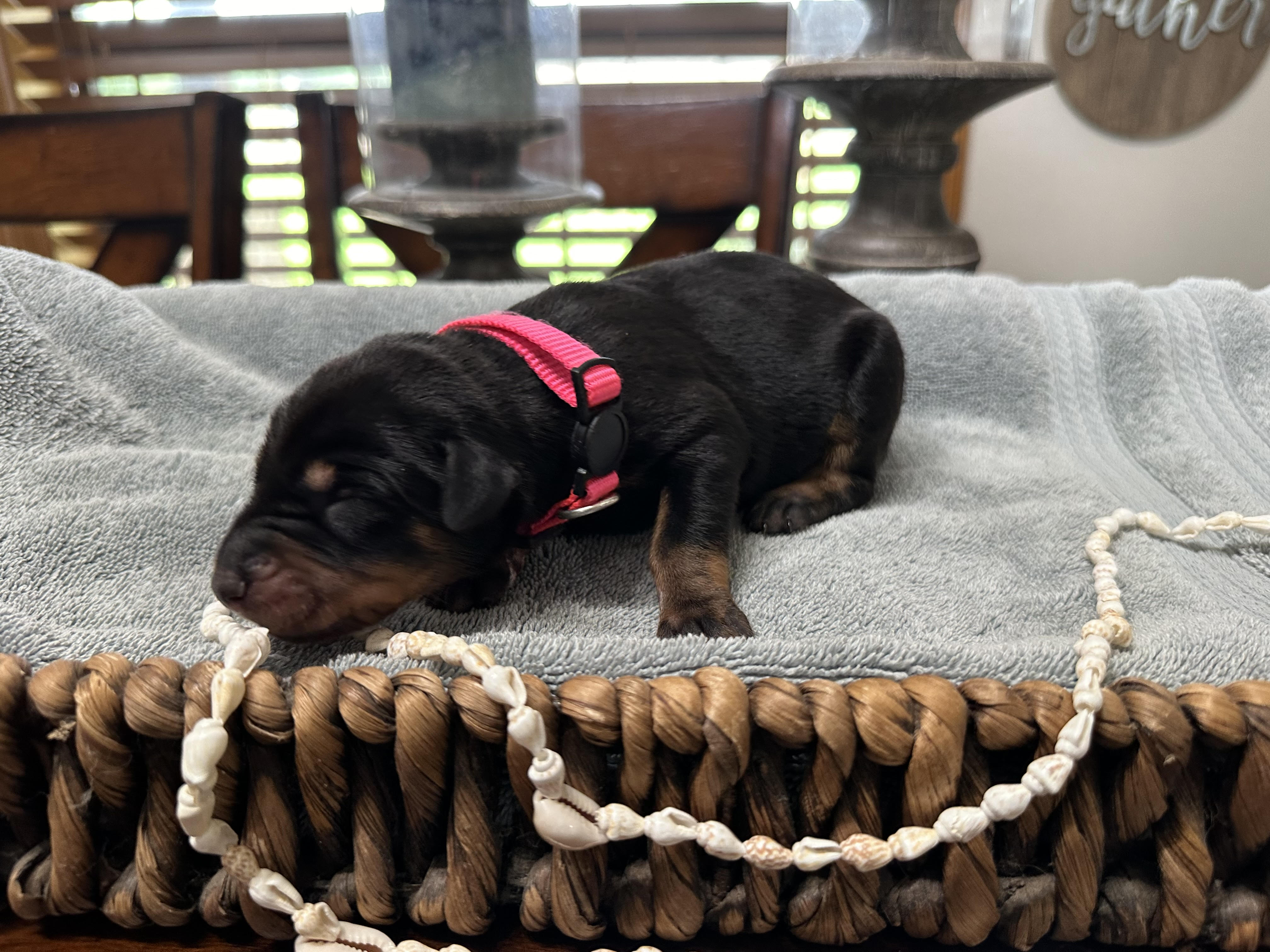 Available Puppies – Low COI, Breed-Preserved Dobermans